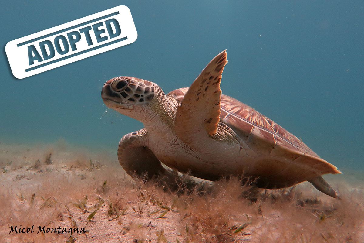 Adopt a turtle - Turtlewatch Egypt