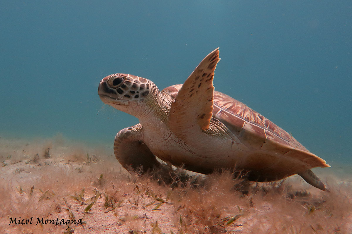 Turtle Maud - Turtlewatch Egypt