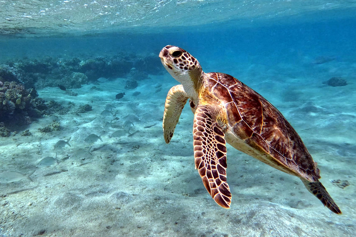 Turtle Aquamarine - Turtlewatch Egypt