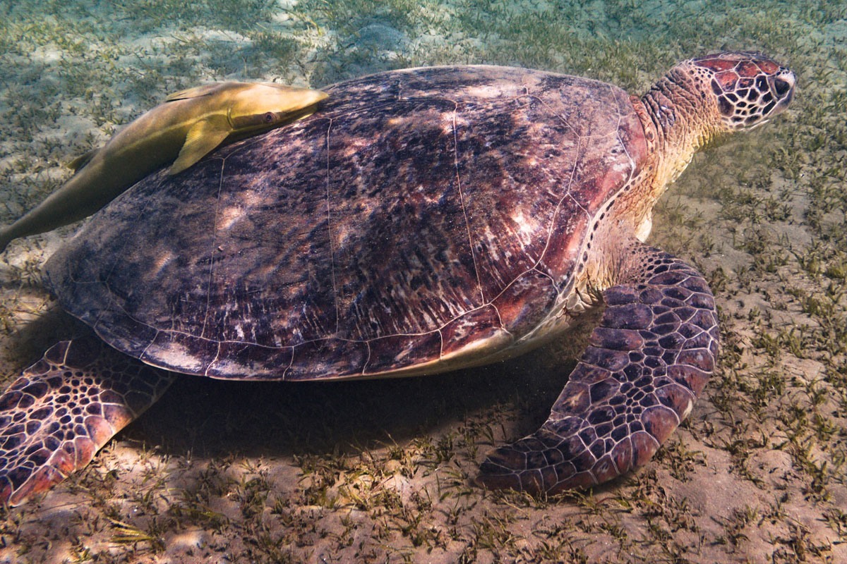 Turtle Big Mama - Turtlewatch Egypt