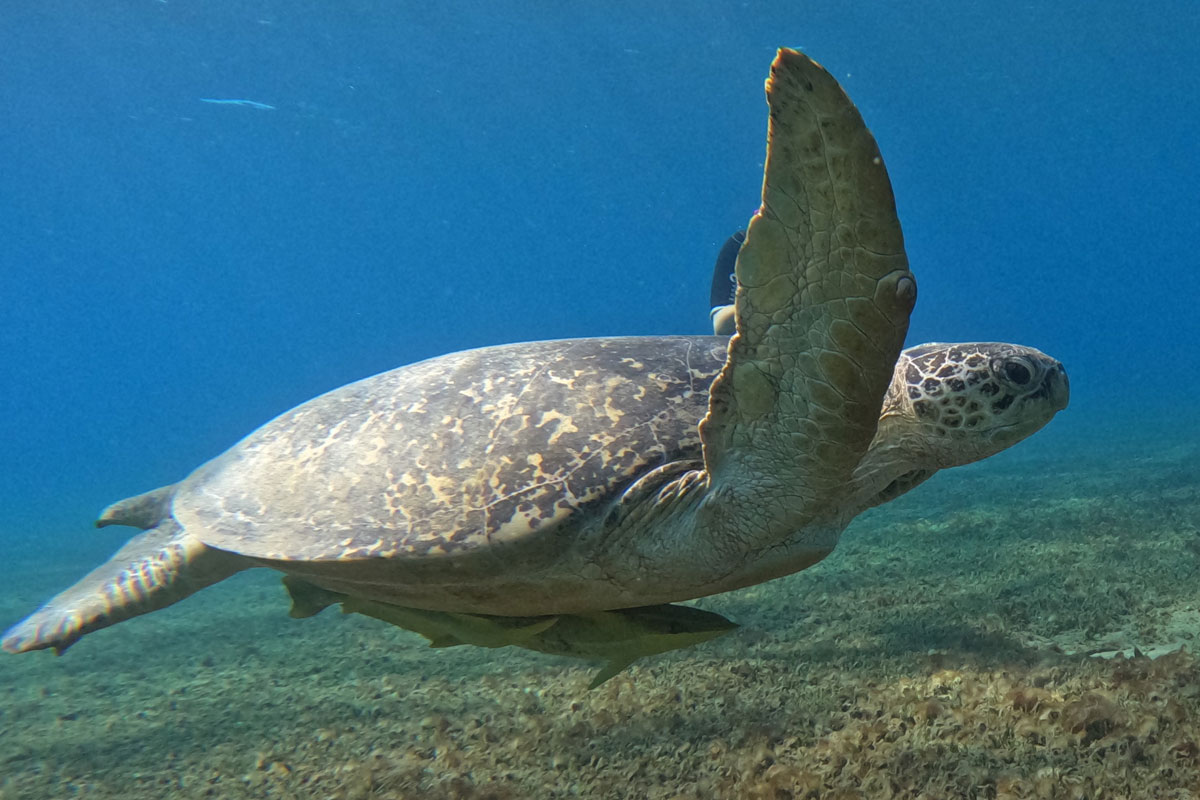 Turtle Bubson - Turtlewatch Egypt