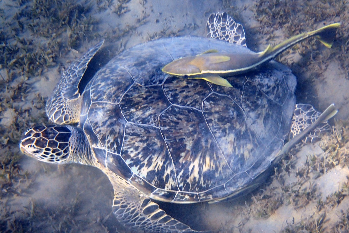 Turtle Captain Wolf - Turtlewatch Egypt