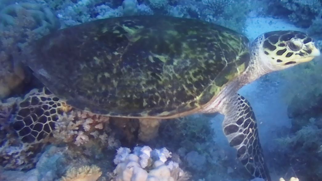 Sha'ab Maksur turtles sightings Red Sea | Turtlewatch Egypt
