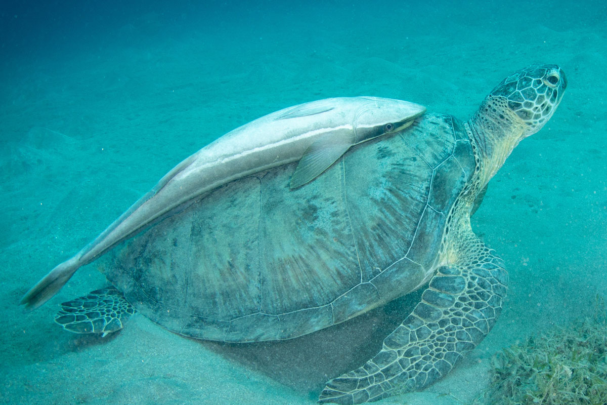 Turtle Clorofilla - Turtlewatch Egypt