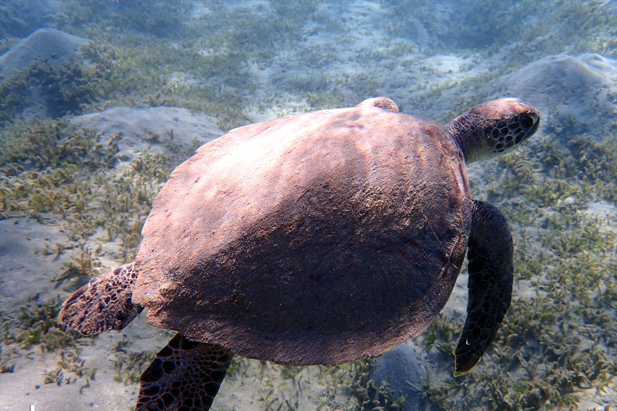 Turtle Dagima - Turtlewatch Egypt