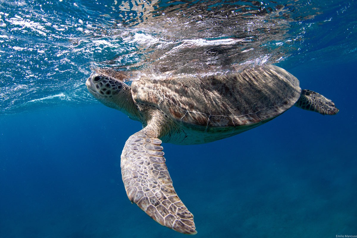 Turtle Deep - Turtlewatch Egypt