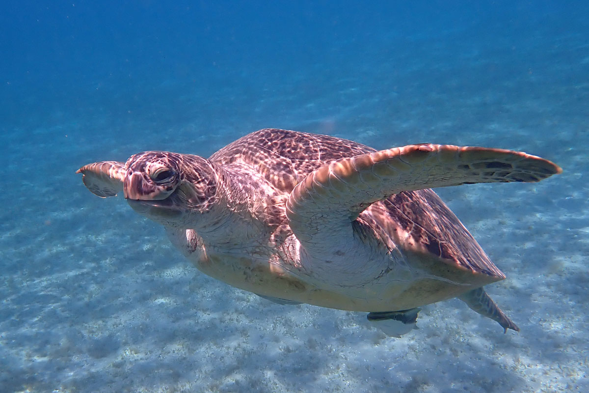 Turtle Jocker - Turtlewatch Egypt