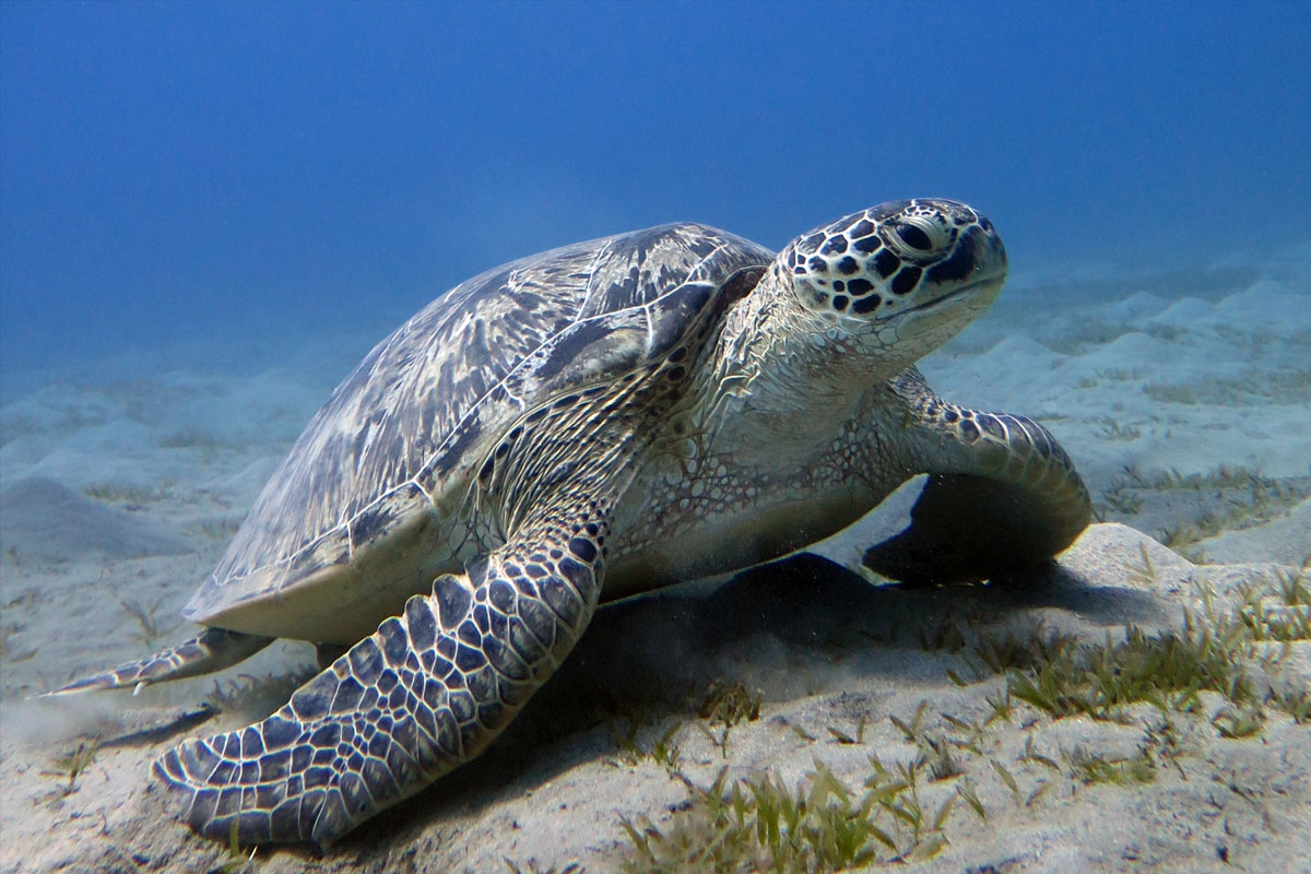 Turtle Layali - Turtlewatch Egypt