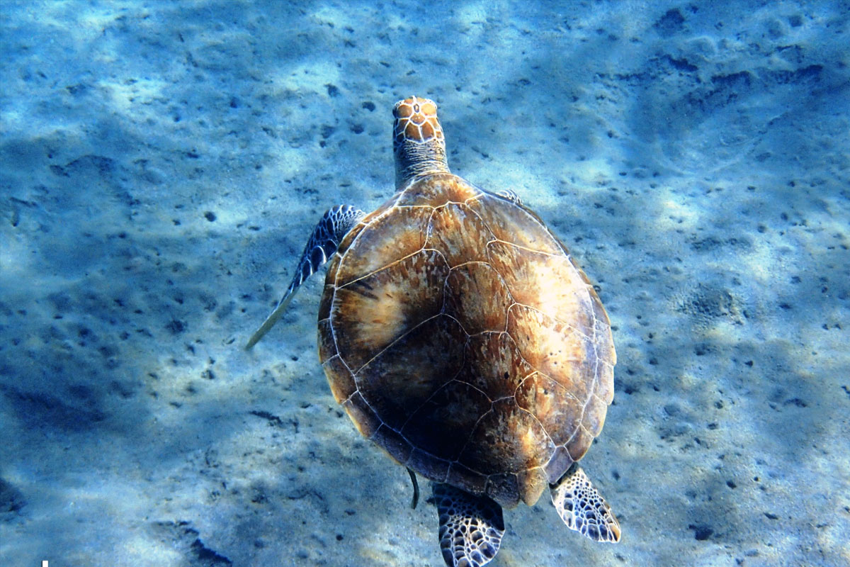 Turtle Marida - Turtlewatch Egypt