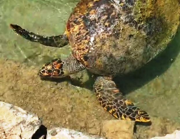 Coral Garden House Reef Safaga - Turtlewatch Egypt