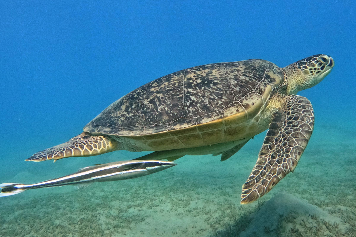 Turtle Nami - Turtlewatch Egypt