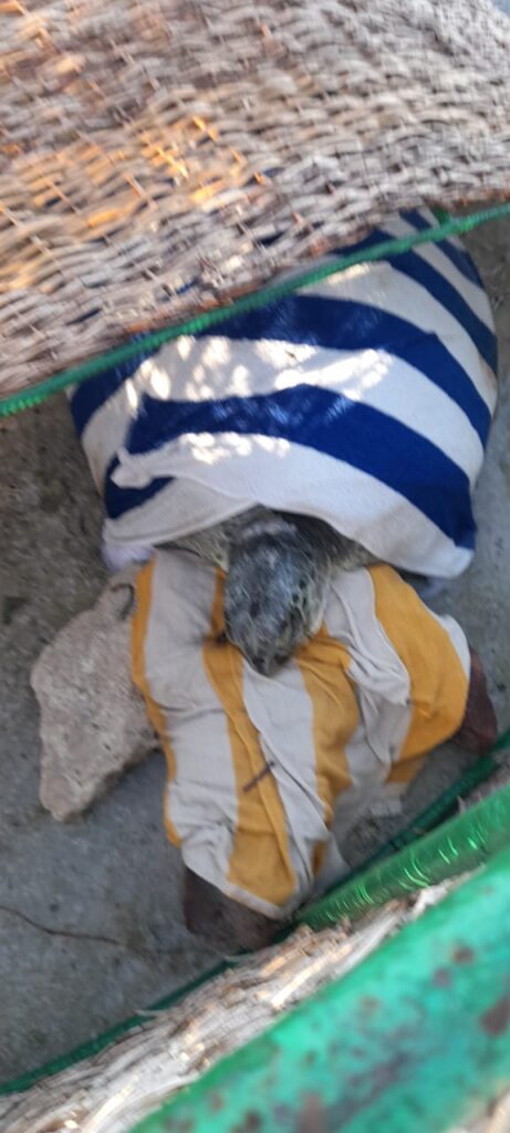 Flamenco House Reef - Turtlewatch Egypt