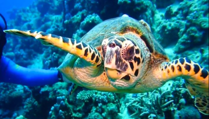 Flamenco House Reef - Turtlewatch Egypt