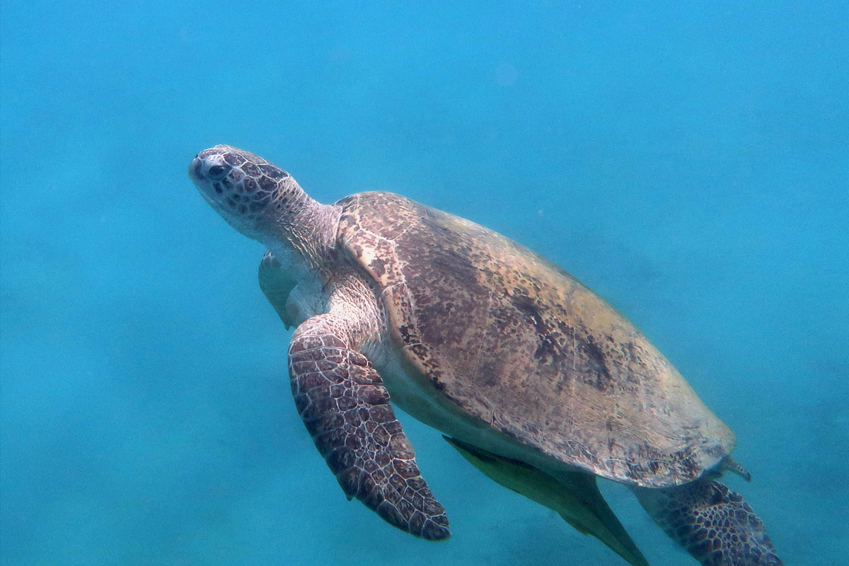 Turtle Tsunami - Turtlewatch Egypt