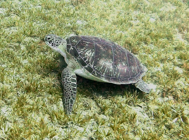 Bannerfish Bay - Turtlewatch Egypt