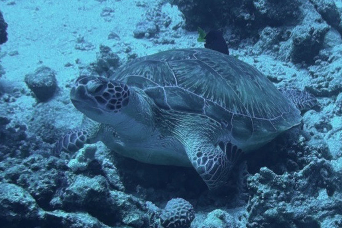 Turtle Ahimsa - Turtlewatch Egypt