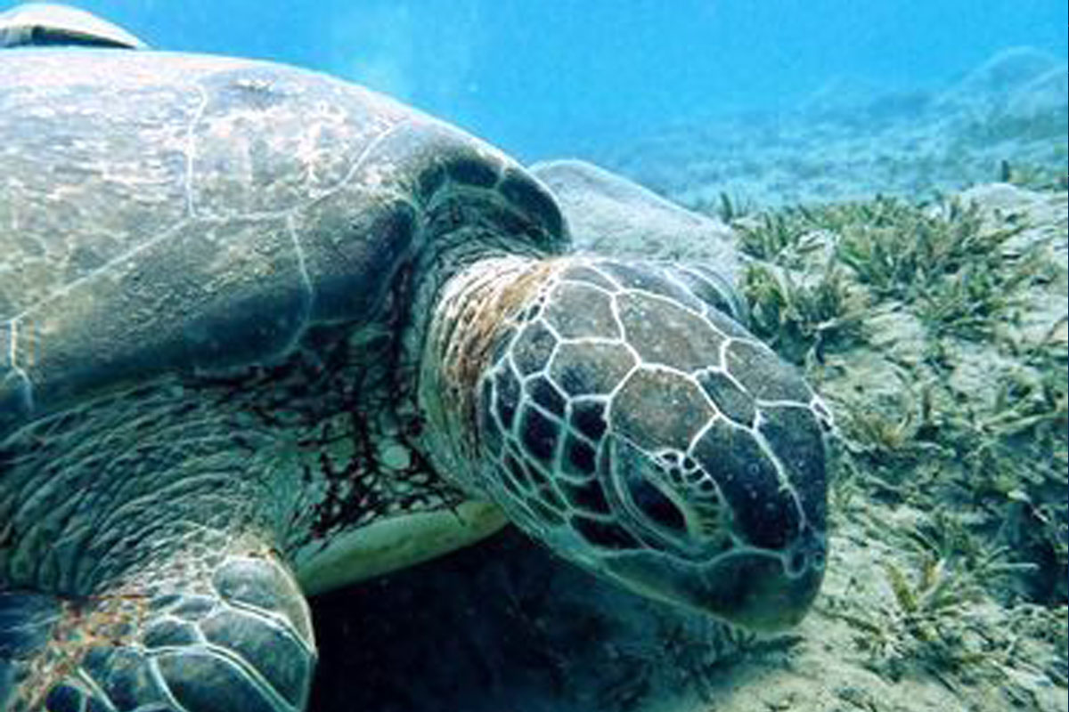Turtle Amara - Turtlewatch Egypt