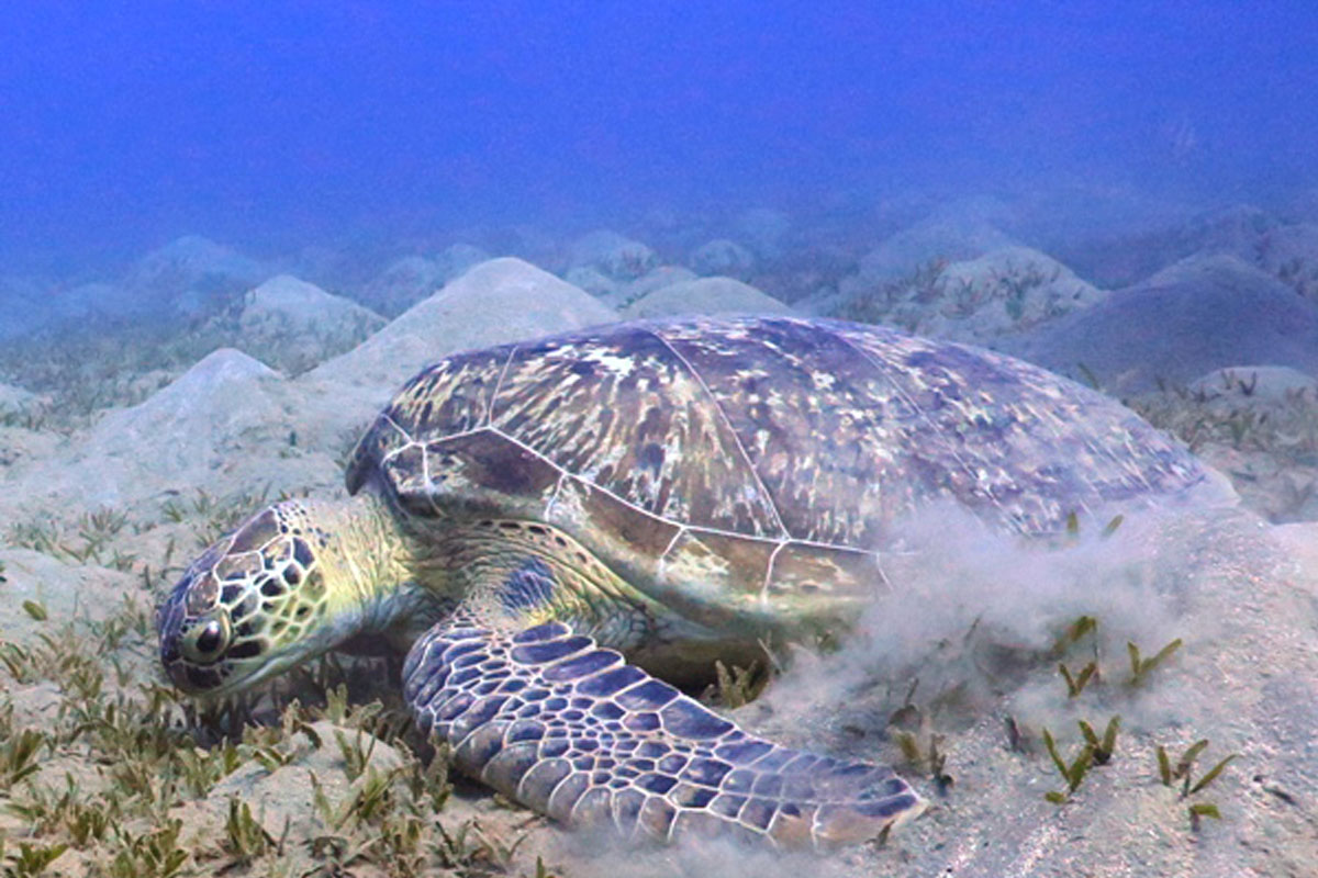 Turtle Betty - Turtlewatch Egypt
