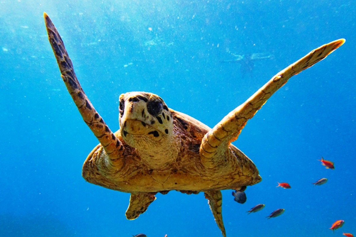 Turtle Dalia - Turtlewatch Egypt