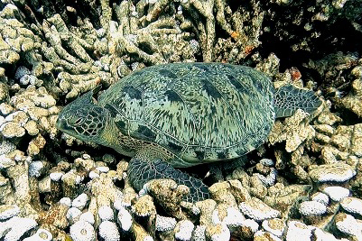 Turtle Elina - Turtlewatch Egypt