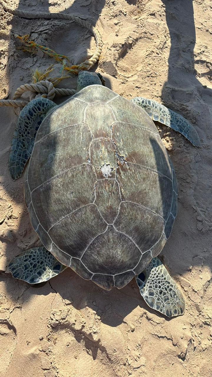 Soma Bay - Turtlewatch Egypt