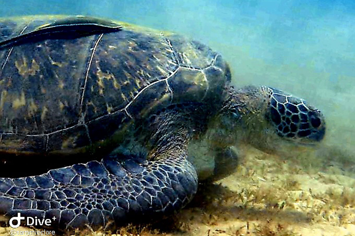 Turtle Riet - Turtlewatch Egypt