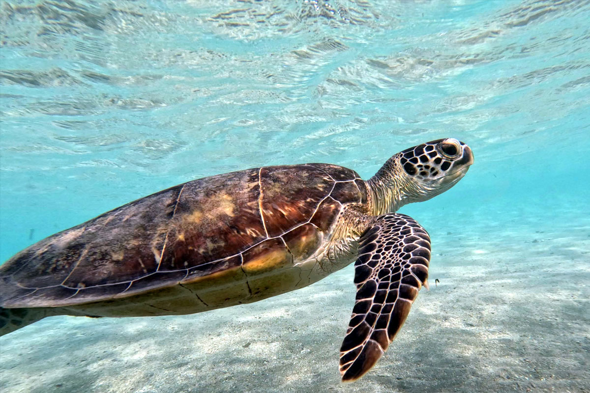 Turtle Sage - Turtlewatch Egypt