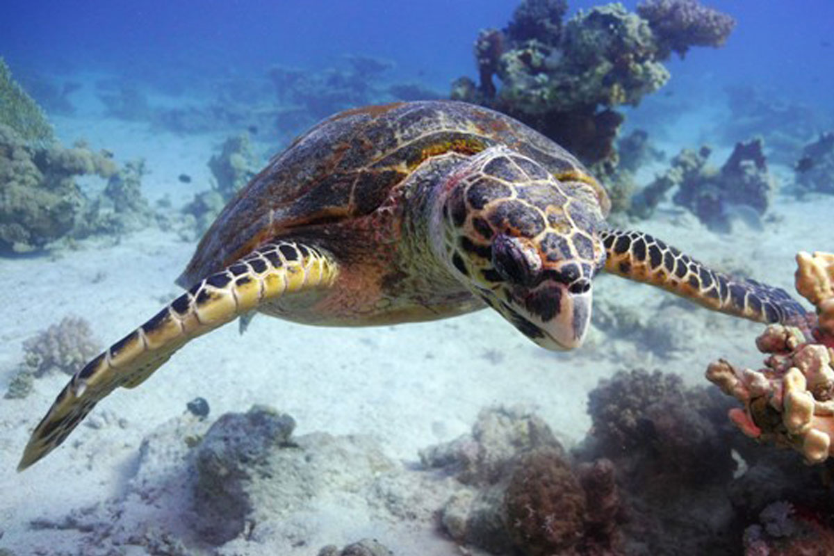 Turtle Sara Reef - Turtlewatch Egypt
