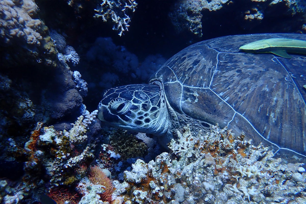 Turtle Ghamila - Turtlewatch Egypt