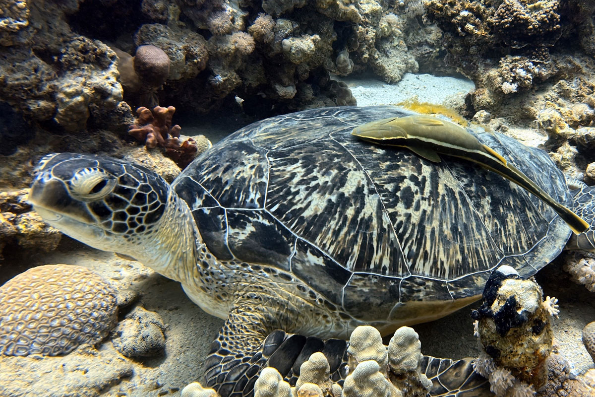 Turtle Miss Sophie - Turtlewatch Egypt