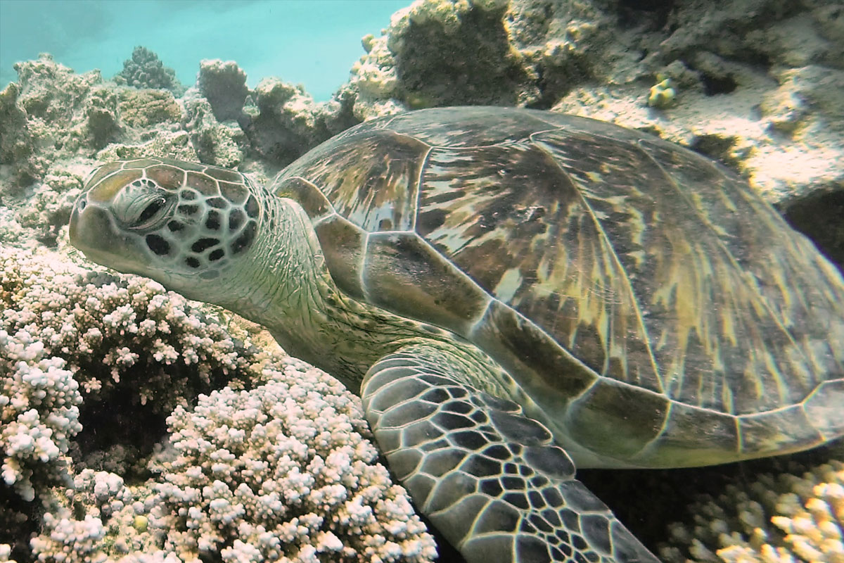 Turtle Amal Kabir - Turtlewatch Egypt