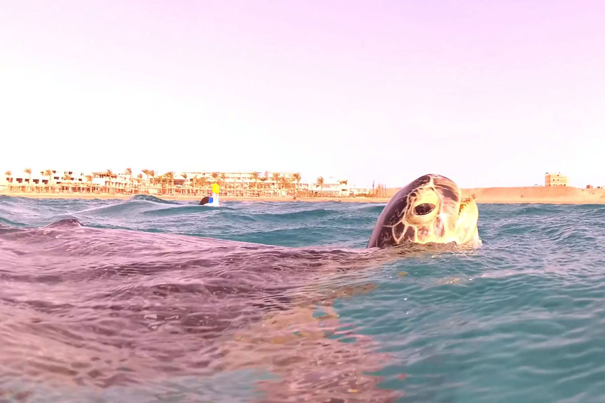 Turtle Crush - Turtlewatch Egypt