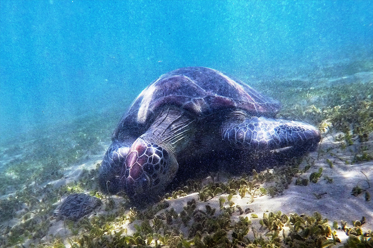 Turtle ET - Turtlewatch Egypt