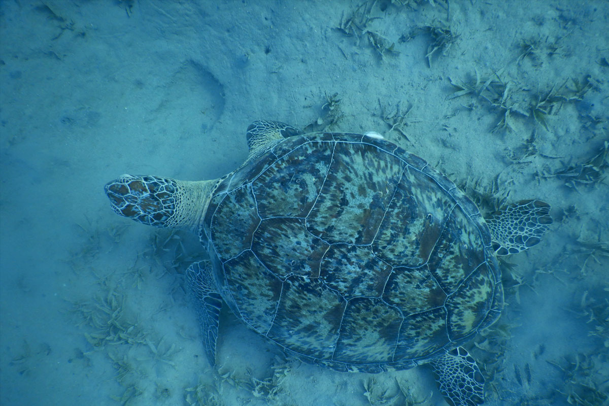 Turtle Francina - Turtlewatch Egypt
