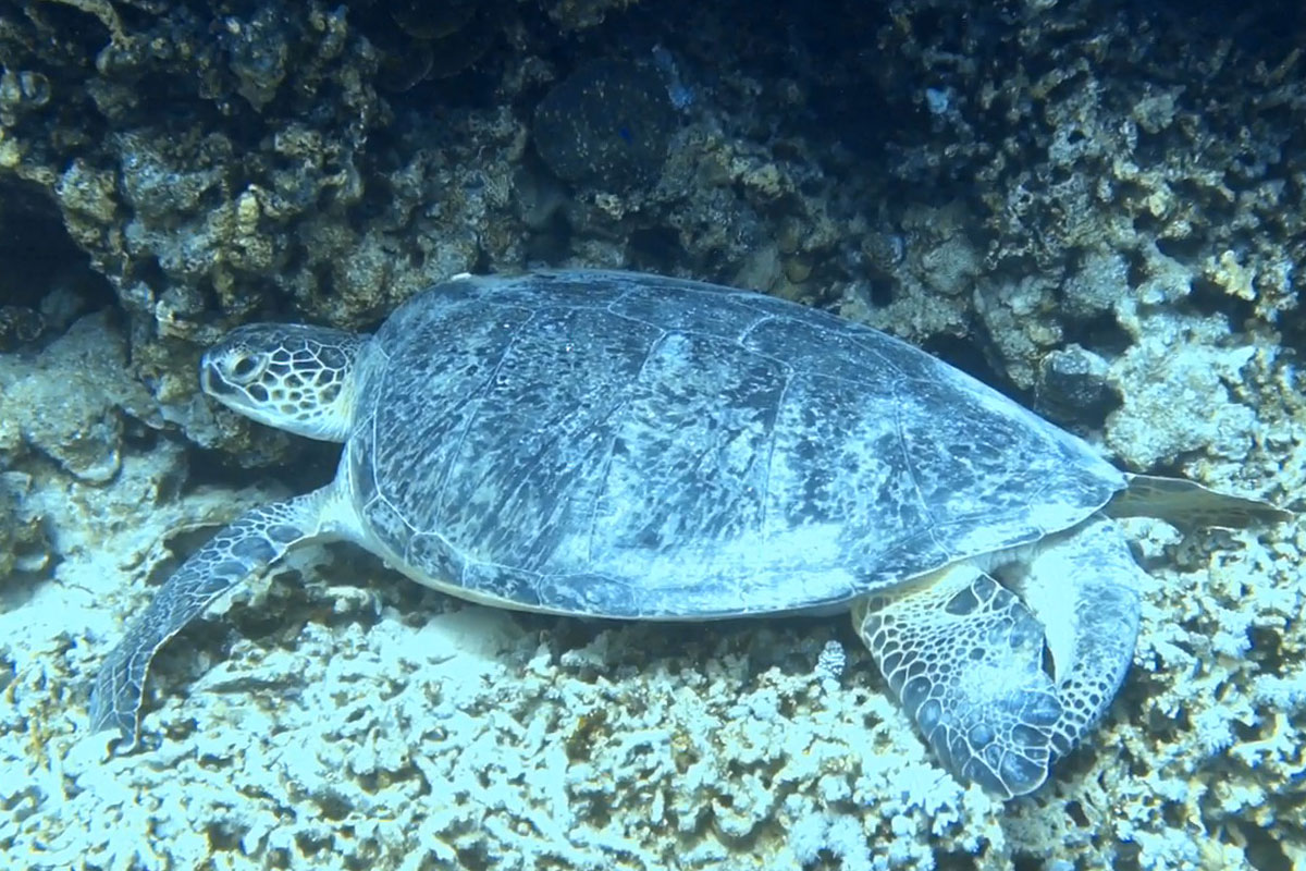 Turtle Kawi - Turtlewatch Egypt