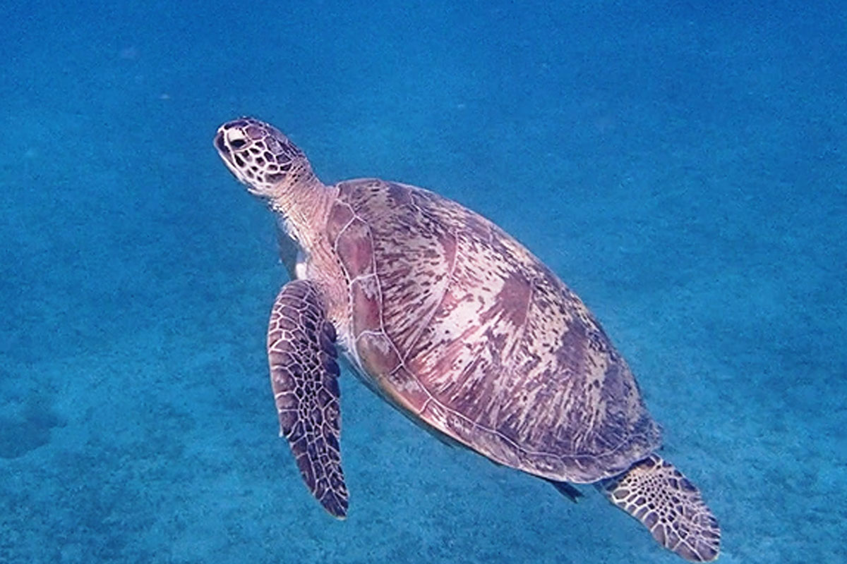 Turtle Matl - Turtlewatch Egypt