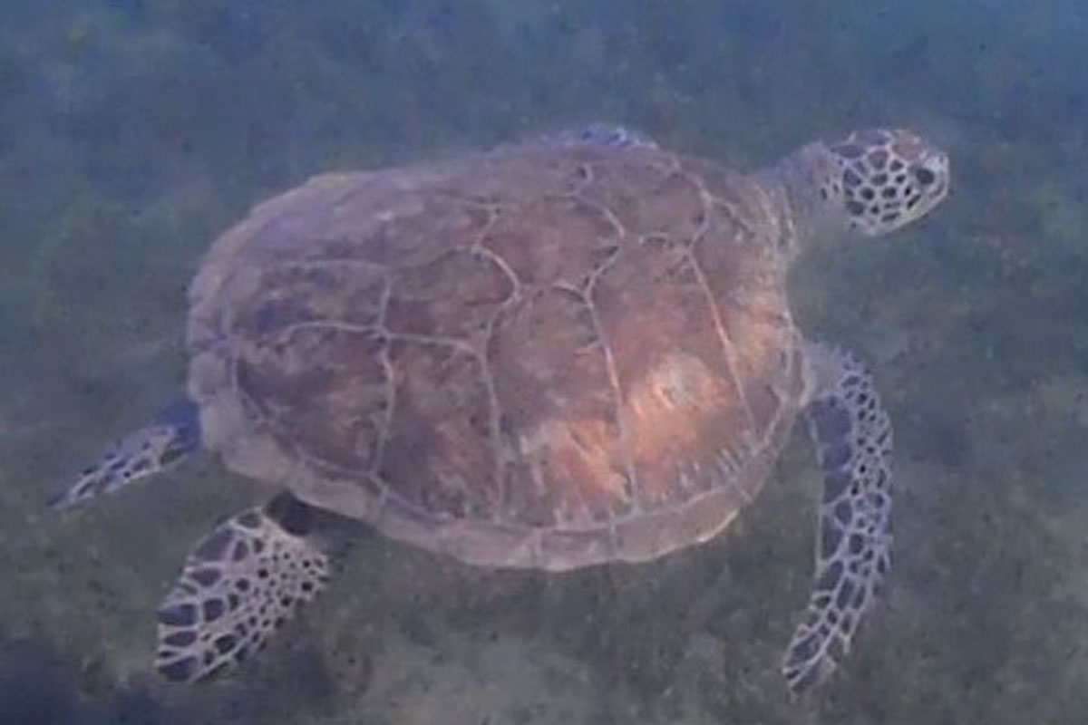 Turtle Shy - Turtlewatch Egypt