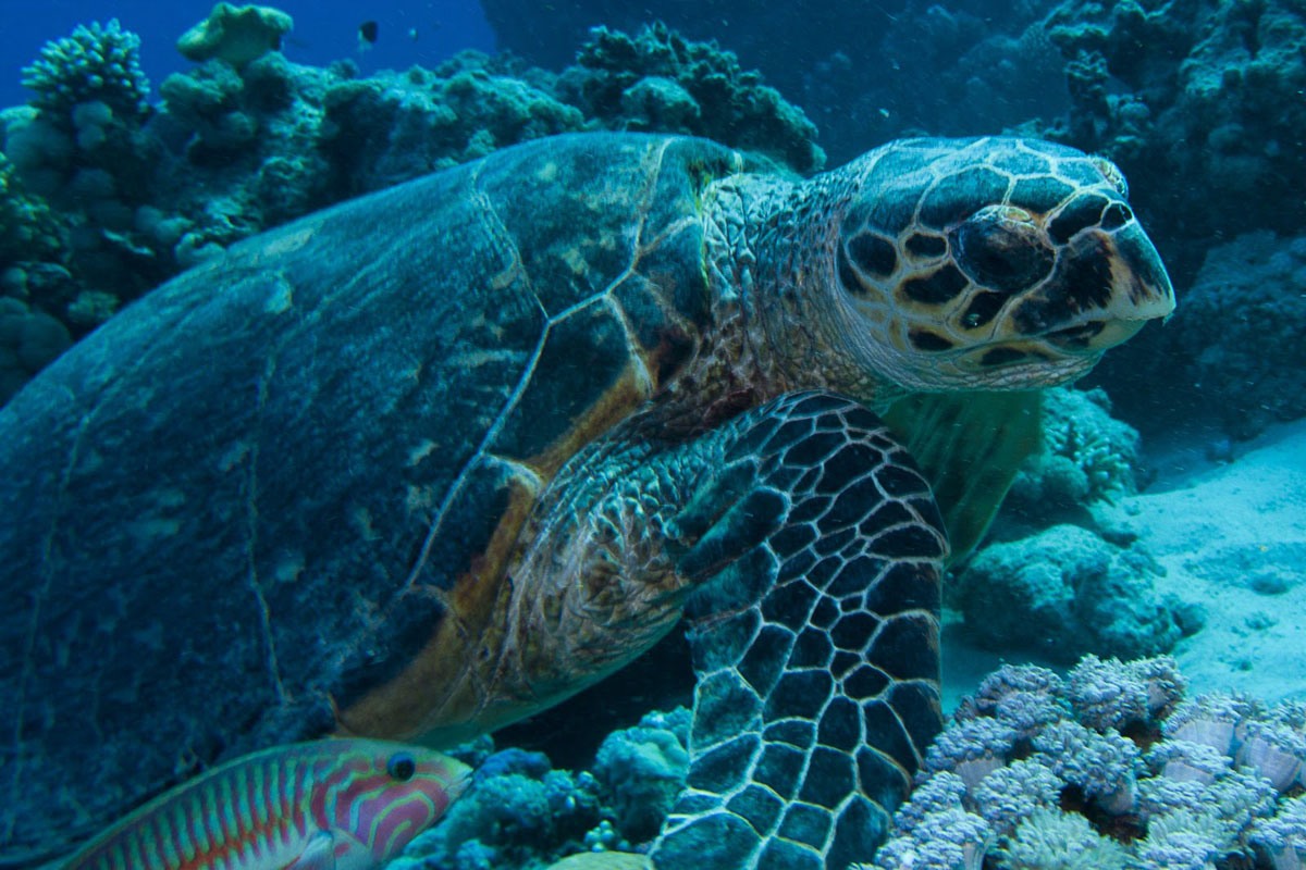 Turtle Annebel - Turtlewatch Egypt