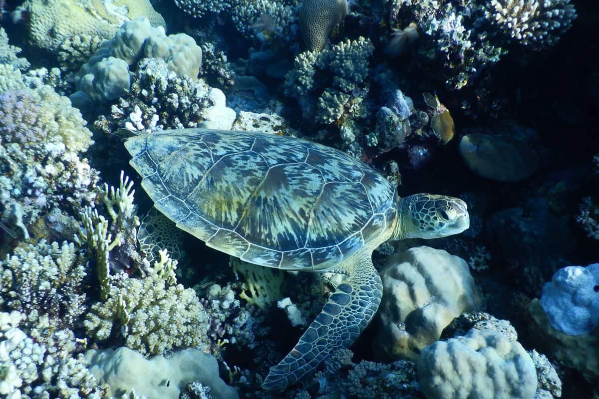 Turtle Fox - Turtlewatch Egypt