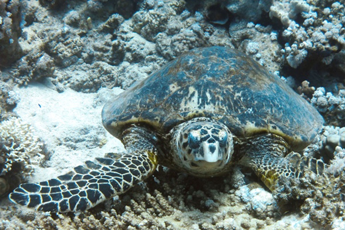 Turtle Guincho - Turtlewatch Egypt