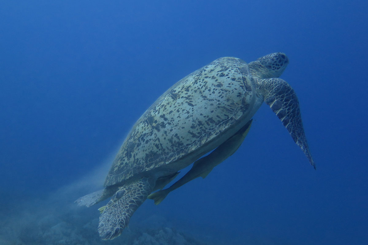 Turtle Hammer - Turtlewatch Egypt