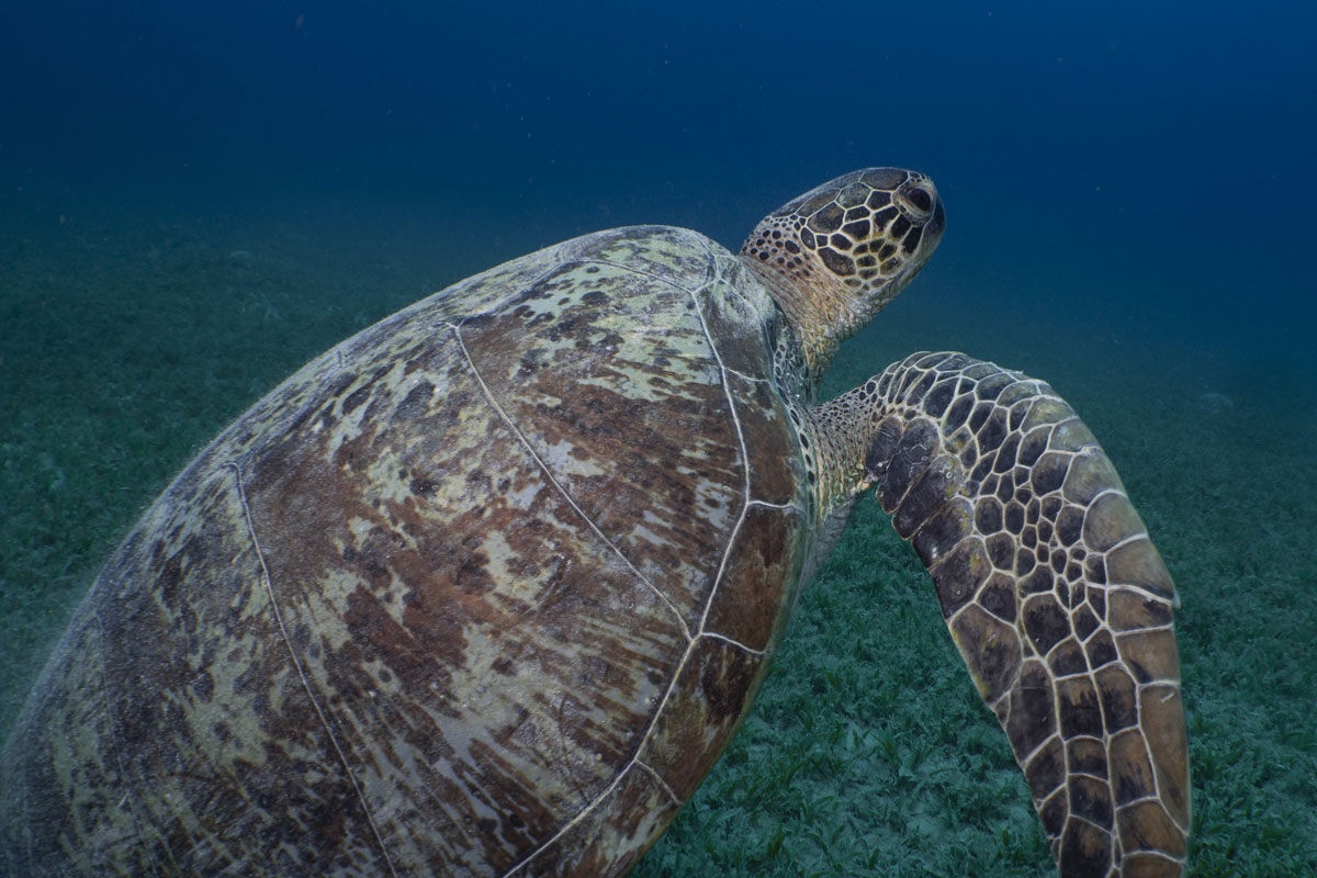 Turtle Hurricane - Turtlewatch Egypt