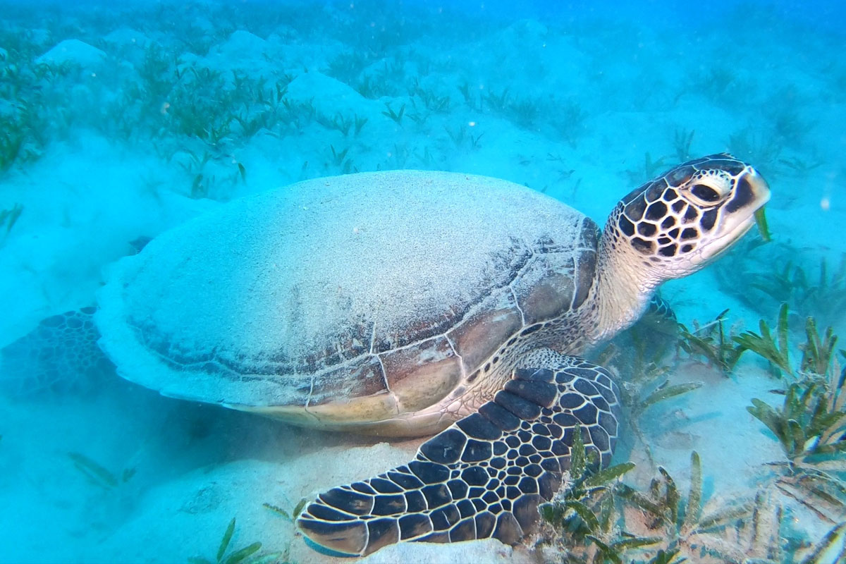 Turtle Jacky - Turtlewatch Egypt