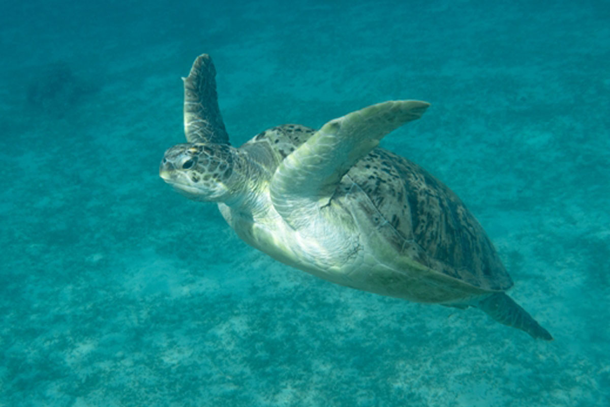 Turtle Jelly - Turtlewatch Egypt