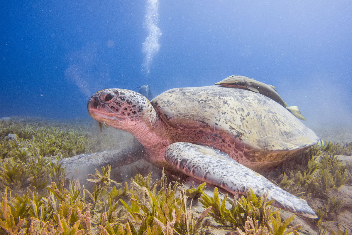 Turtle Mango - Turtlewatch Egypt