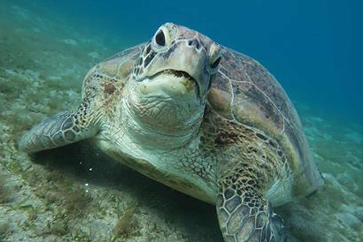 Turtle Moonlight - Turtlewatch Egypt