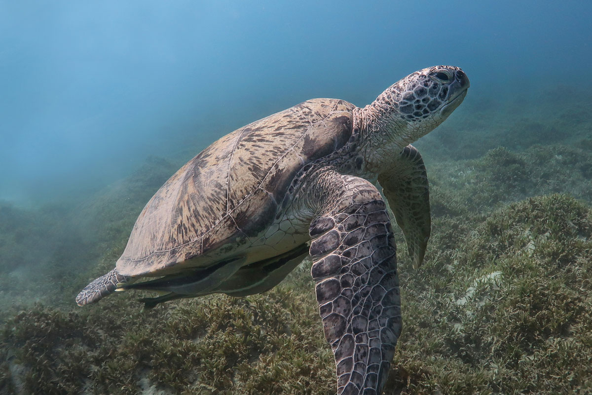 Turtle Nesta - Turtlewatch Egypt