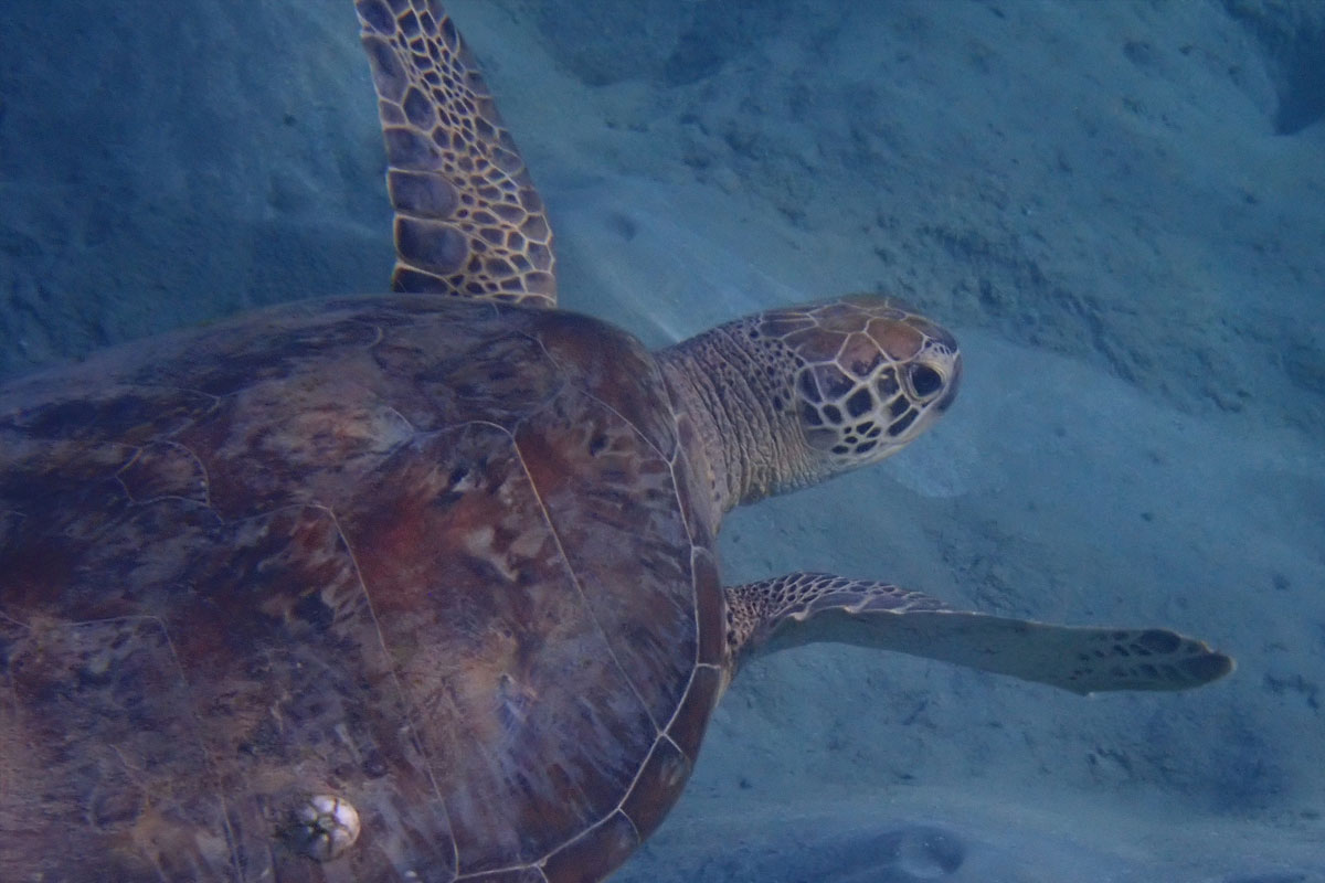 Turtle Opera - Turtlewatch Egypt