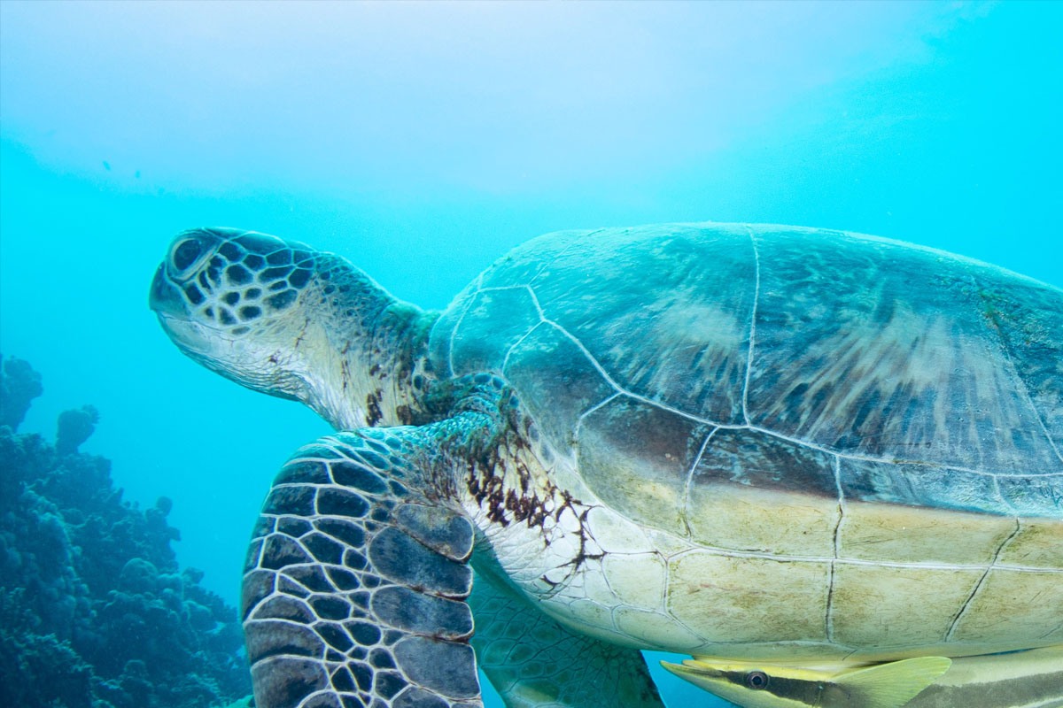 Turtle Princess - Turtlewatch Egypt