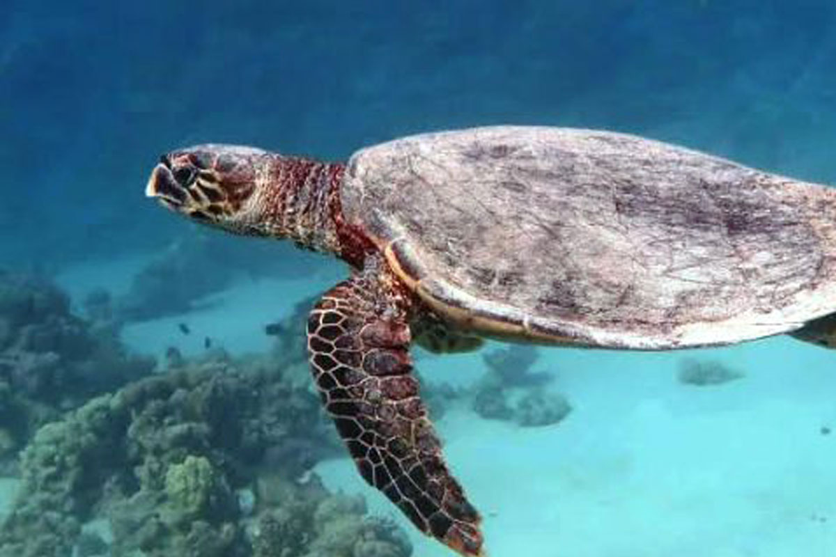 Turtle Tia - Turtlewatch Egypt